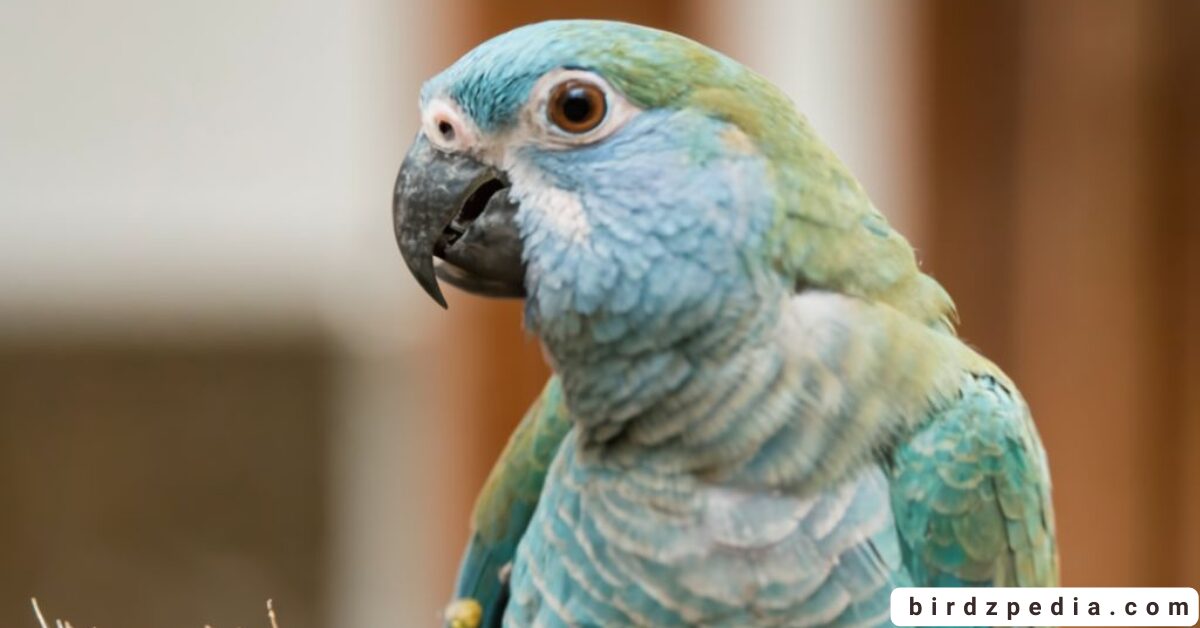 BLUE QUAKER PARROT Nature's Majestic Marvels