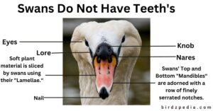 THE TRUTH BEHIND SWAN TEETH Fact or Fiction?