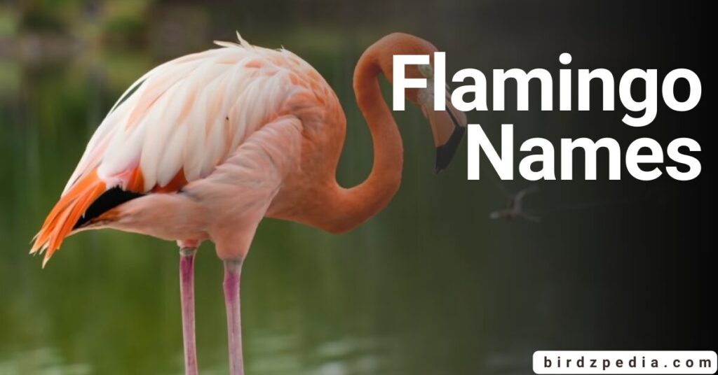 FLAMINGO NAMES Exclusive & Meaningful List