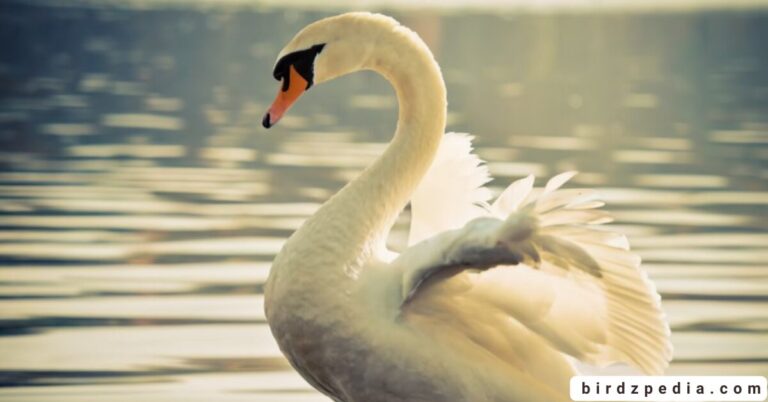 SWAN SYMBOLISM: Spiritual Meanings and Totem