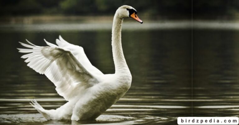 SWAN SYMBOLISM: Spiritual Meanings and Totem
