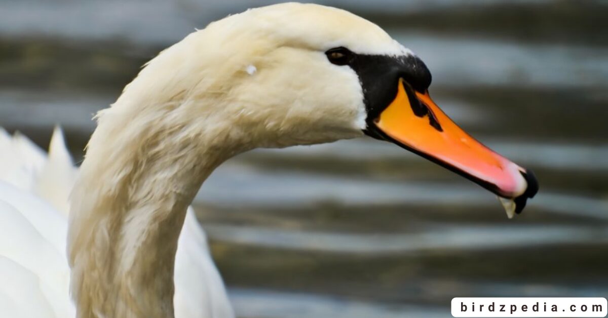 SWAN SYMBOLISM: Spiritual Meanings and Totem