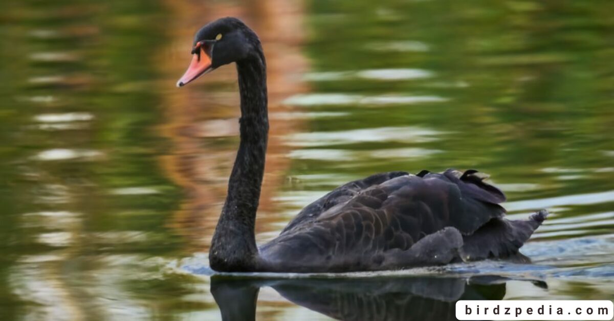 BIRDS WITH LONG NECKS : Look at Nature's Architectures