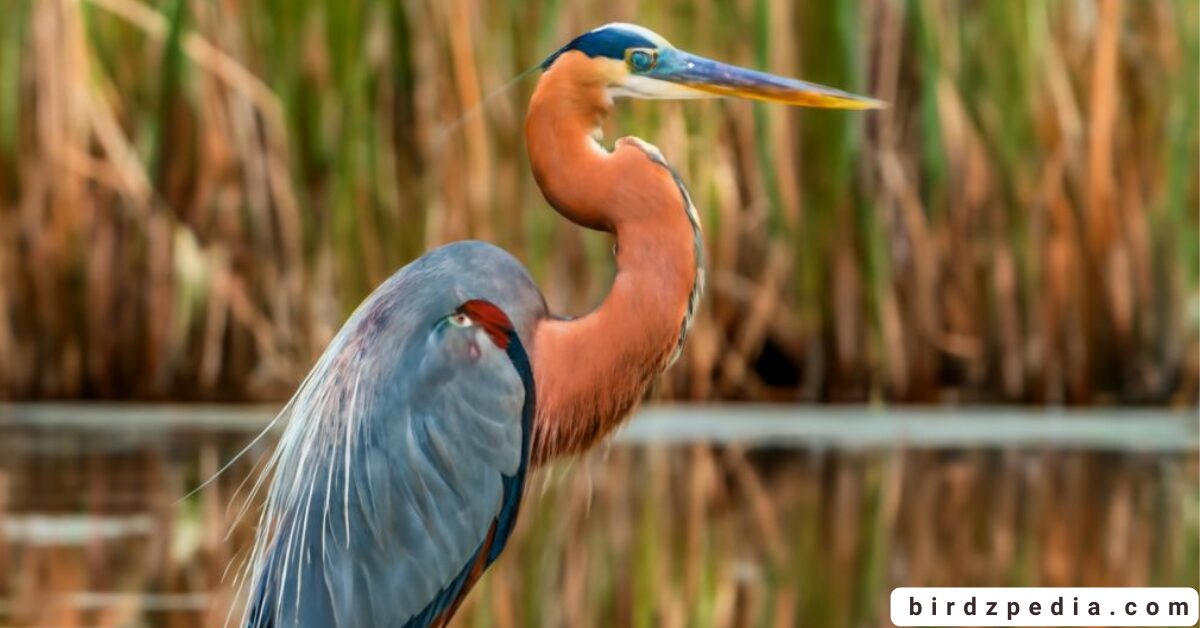 BIRDS WITH LONG NECKS : Look at Nature's Architectures