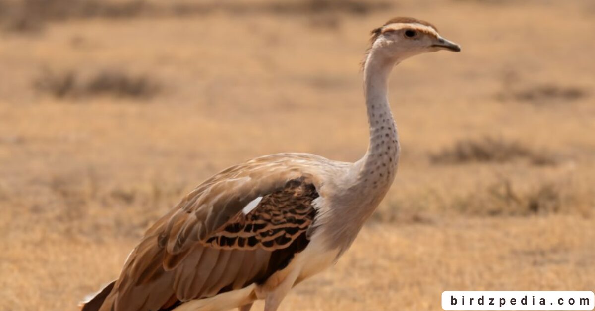 BIRDS WITH LONG NECKS : Look at Nature's Architectures