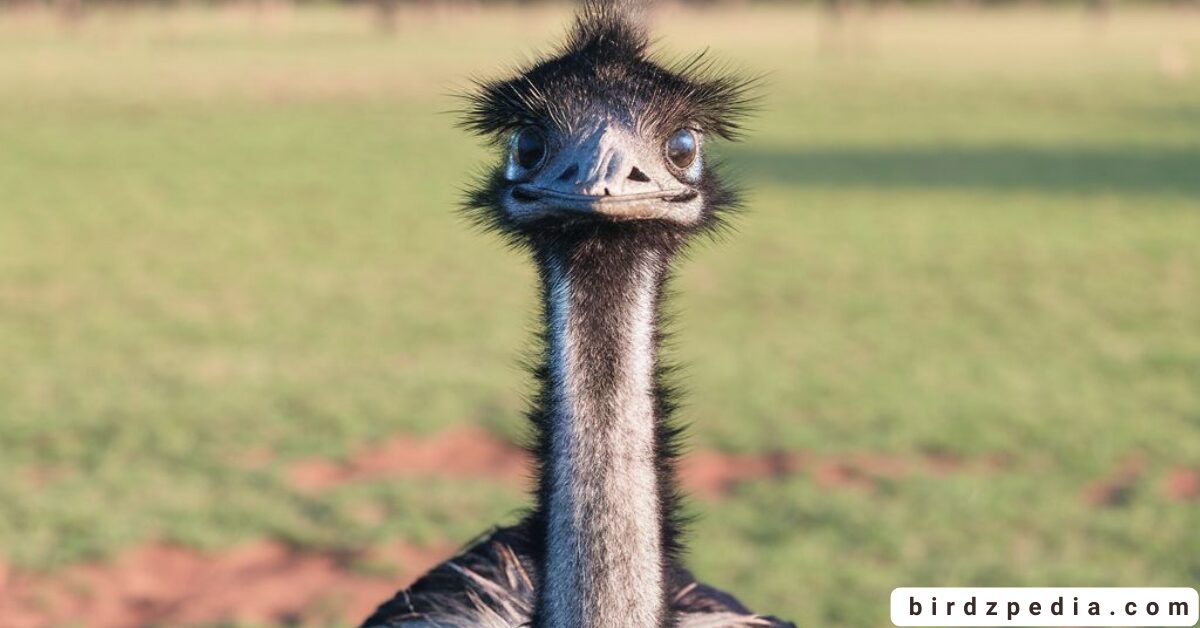 BIRDS WITH LONG NECKS : Look at Nature's Architectures