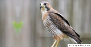 FLORIDA BIRDS OF PREY: Species and their Identification