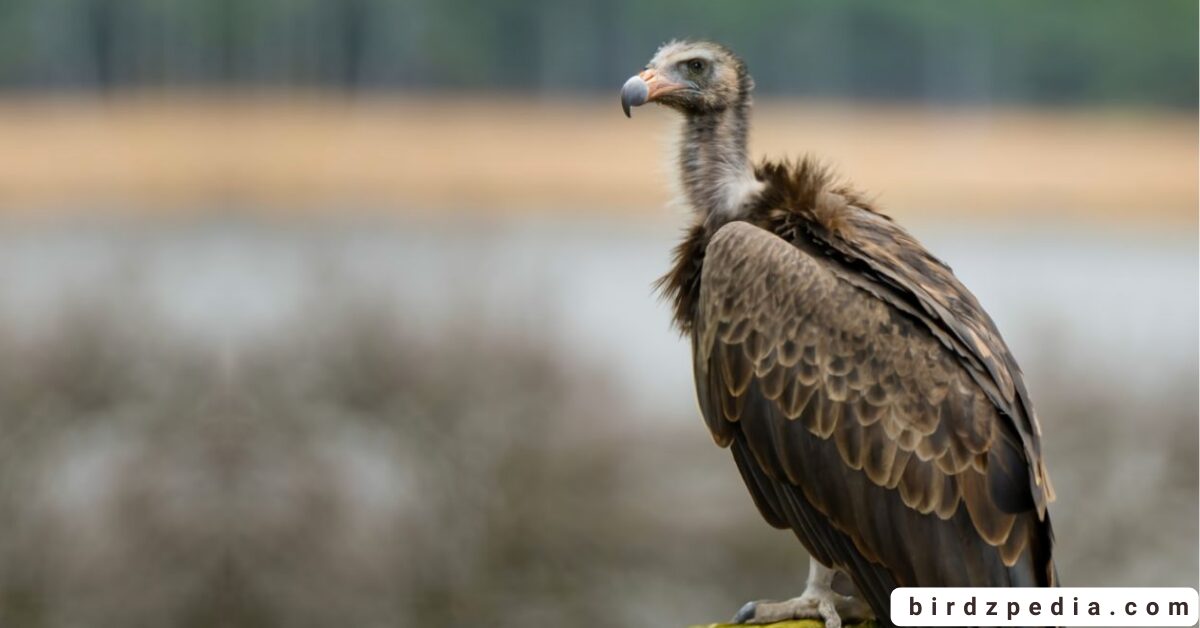 FLORIDA BIRDS OF PREY: Species and their Identification