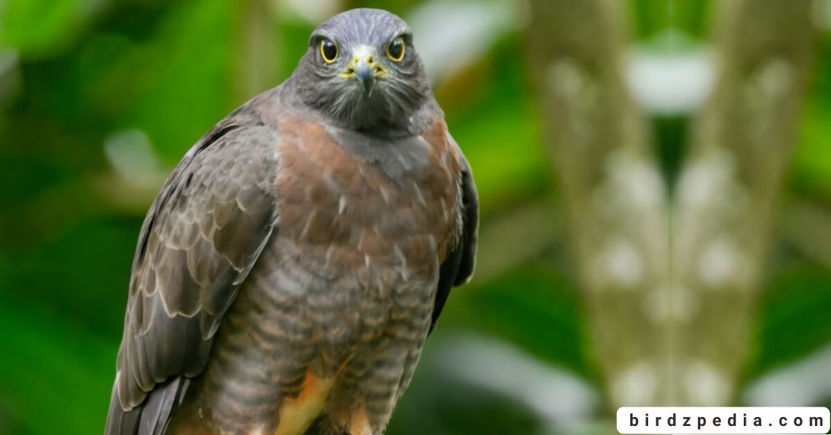 FLORIDA BIRDS OF PREY: Species and their Identification