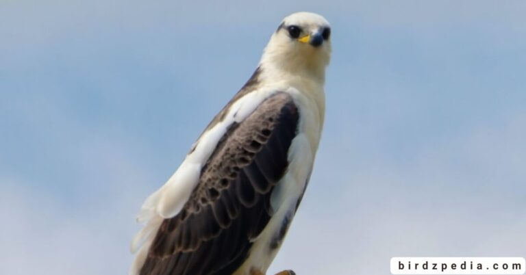 FLORIDA BIRDS OF PREY: Species and their Identification