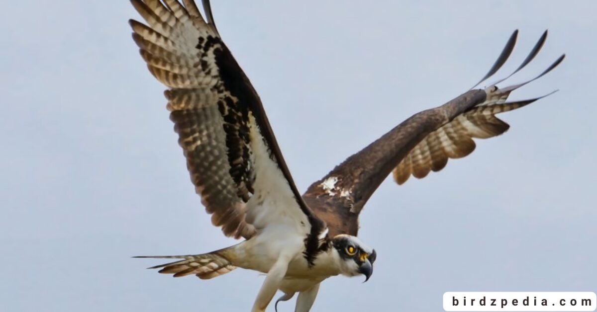 FLORIDA BIRDS OF PREY: Species and their Identification