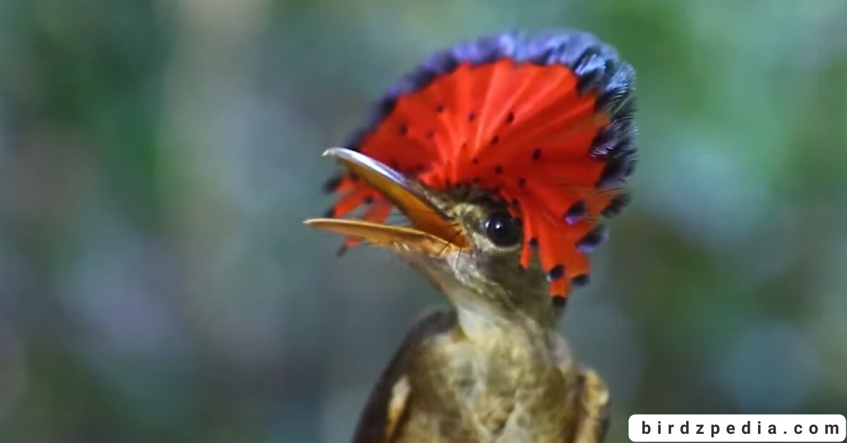 THE DARING WORLD of The Birds with Mohawk