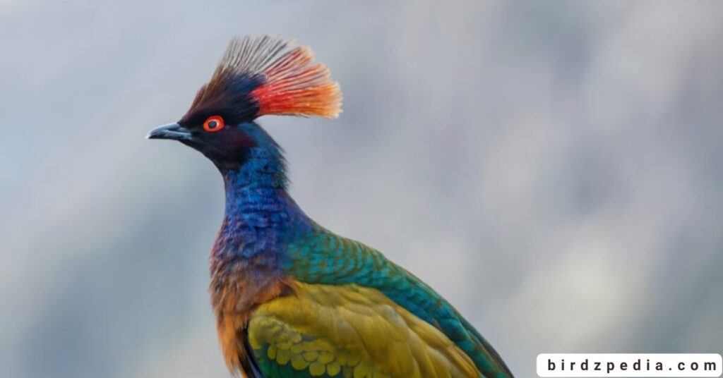 THE DARING WORLD of The Birds with Mohawk