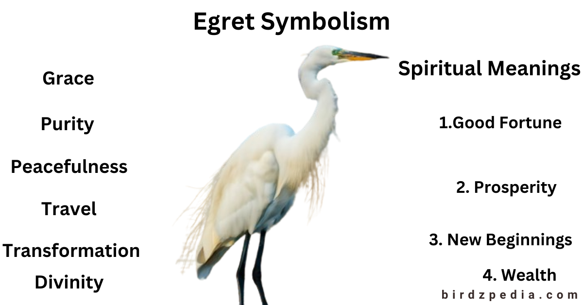 EGRET SYMBOLISM: Mystical Meaning, Cultural Believes And Totem