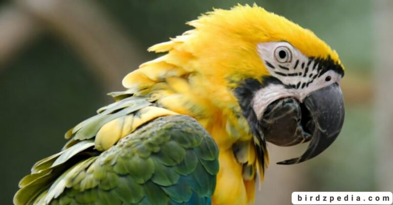 PARROT SYMBOLISM: Insights and Interpretations