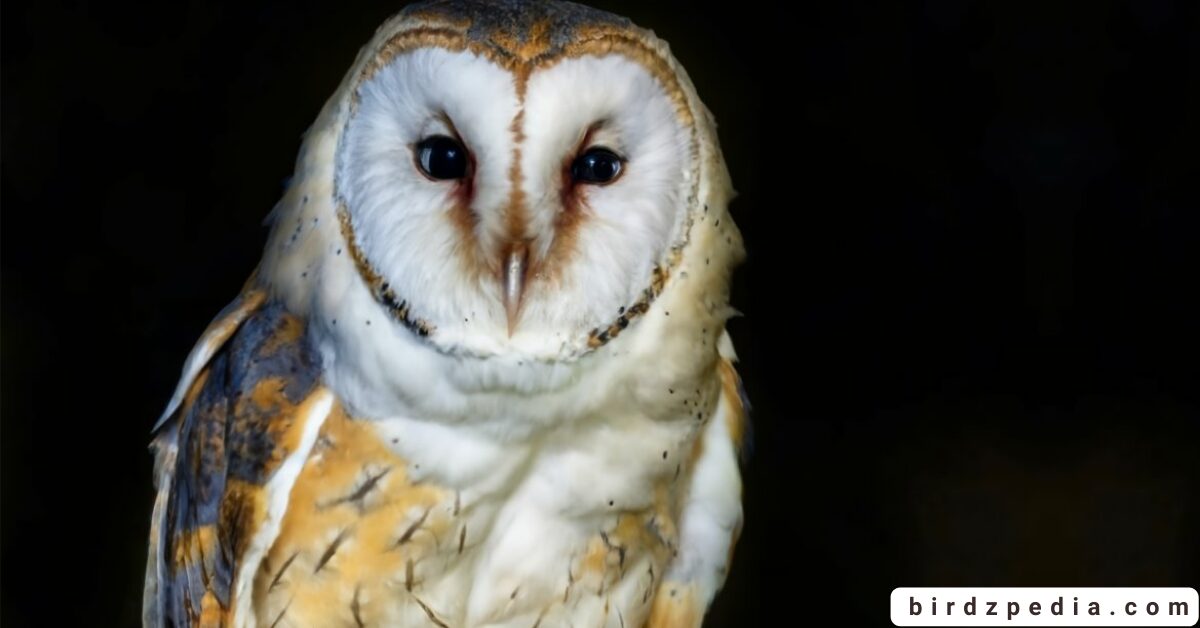 EXPLORING BARN OWL SYMBOLISM: Spiritual Meaning and Totem