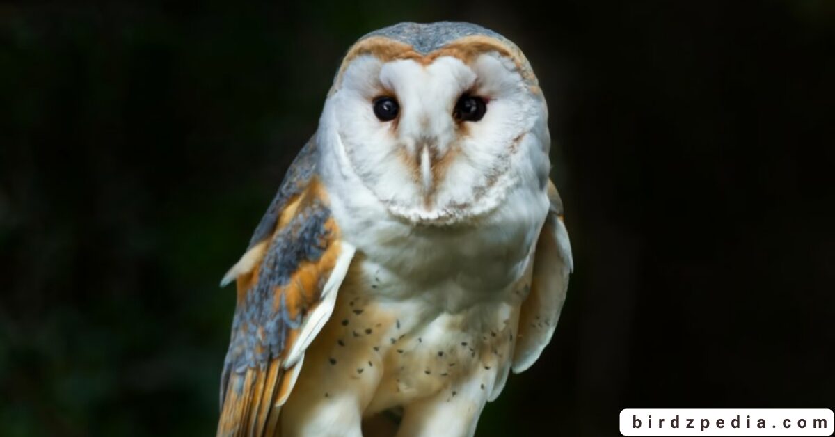EXPLORING BARN OWL SYMBOLISM: Spiritual Meaning and Totem