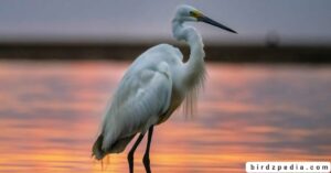 EGRET SYMBOLISM: Mystical Meaning, Cultural Believes And Totem