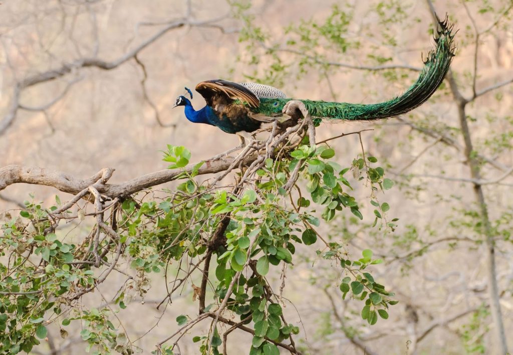8 Best Places To Go Birdwatching Around the World