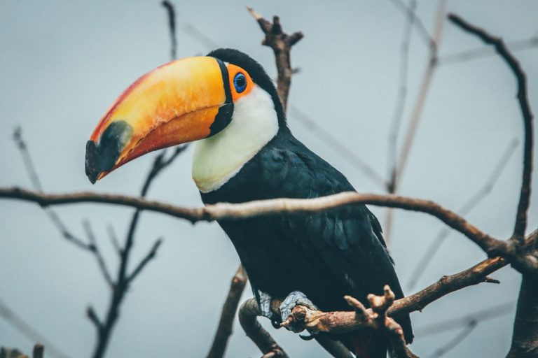 8 Best Places To Go Birdwatching Around the World
