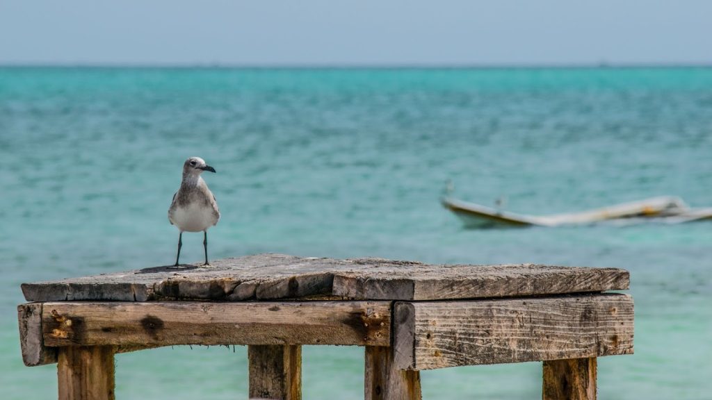 8 Best Places To Go Birdwatching Around the World