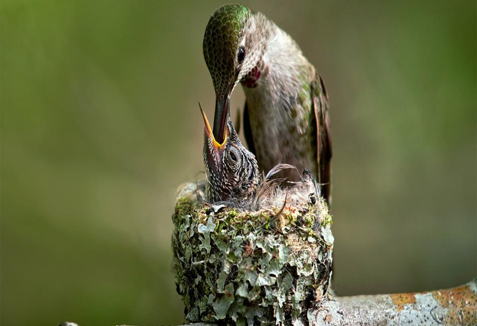 Baby Hummingbirds: A Fascinating Journey from Nest to Flight