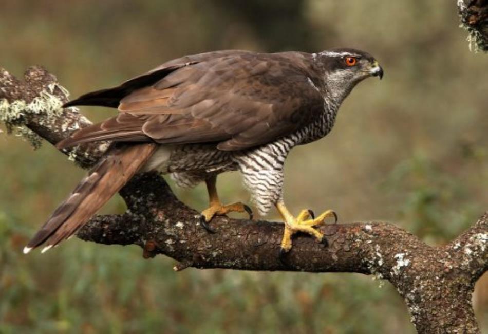 Goshawk: The Powerful Predator of the Forests