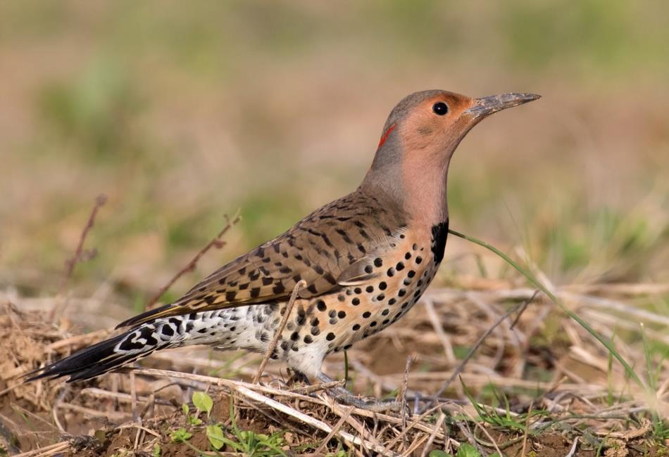 The Northern Flicker: A Comprehensive Guide to One of North America's ...