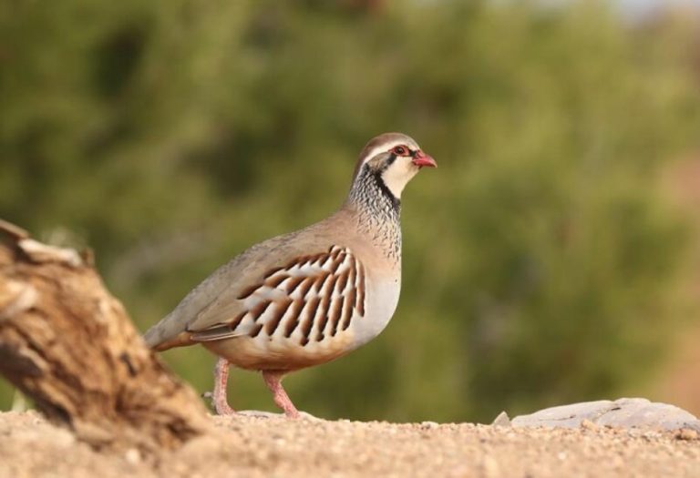 Understanding Partridges: A Comprehensive Guide