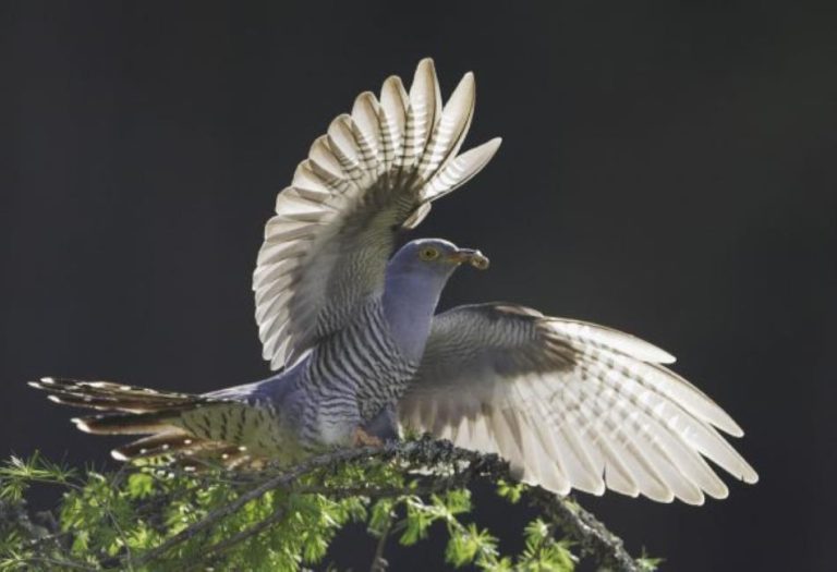 The Cuckoo Bird: Nature's Master of Deception and Intrigue