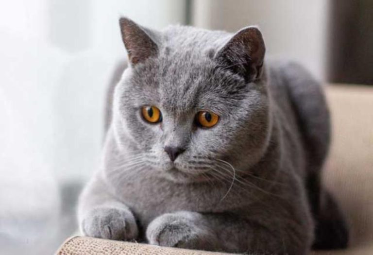 The Gray Cat: A Guide to Their Unique Traits, Personality, and Care