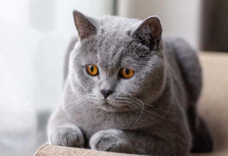 The Gray Cat: A Guide to Their Unique Traits, Personality, and Care