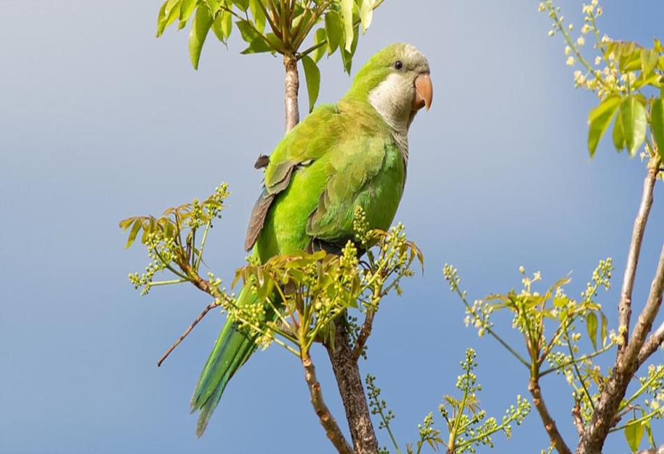 Monk Parakeet: A Comprehensive Guide to the Social and Colorful Parrot