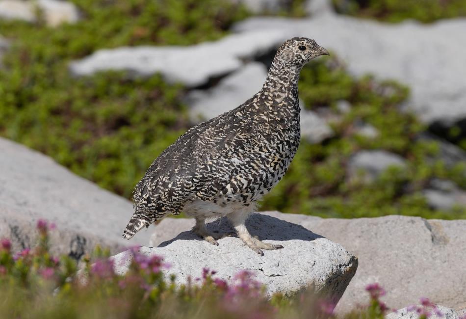 Ptarmigan: A Fascinating Arctic Bird Adapted to Extreme Environments