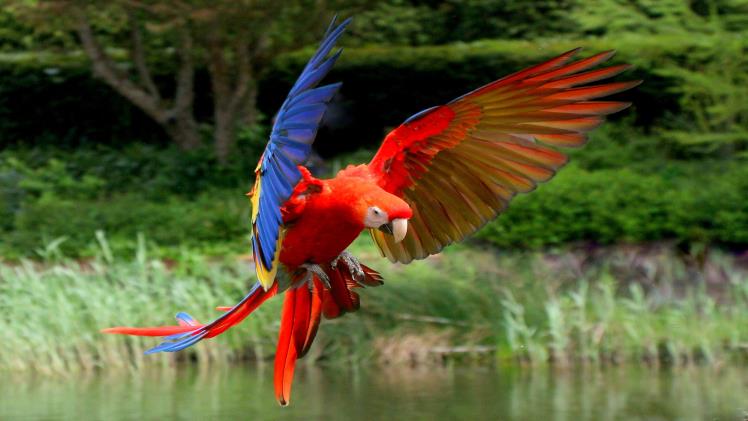 Exploring the World of Red Birds: Identification, Symbolism, and ...