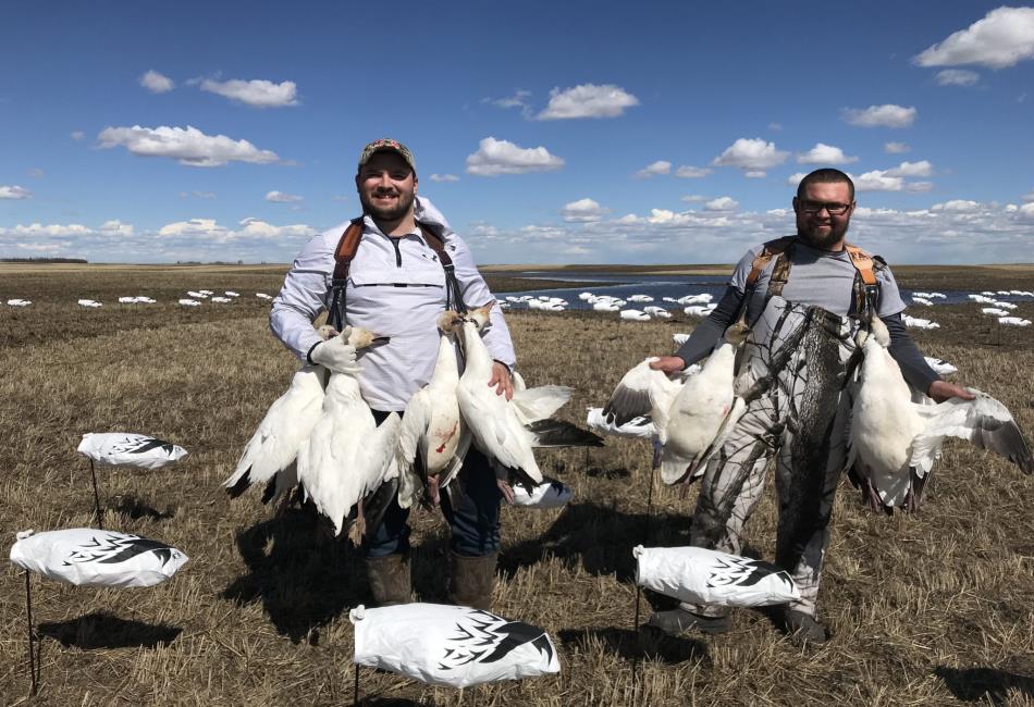 Snow Goose: A Fascinating Migration Marvel and Its Role in the Ecosystem