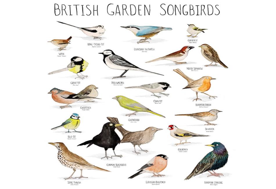 Songbirds: The Melodic Wonders of Nature