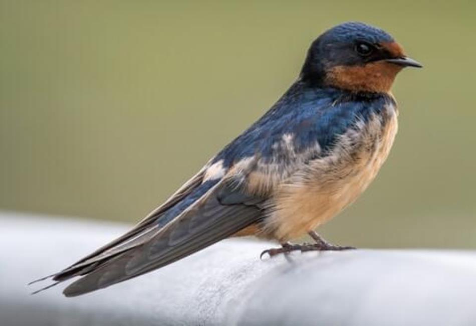 The Swallow Bird: Nature’s Aerial Acrobat and Symbol of Freedom
