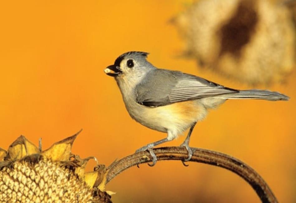 The Tufted Titmouse: A Charming Bird of North America
