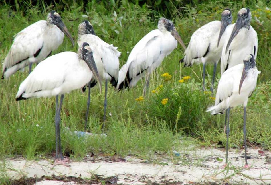 The Wood Stork: A Majestic Bird and Its Role in the Ecosystem