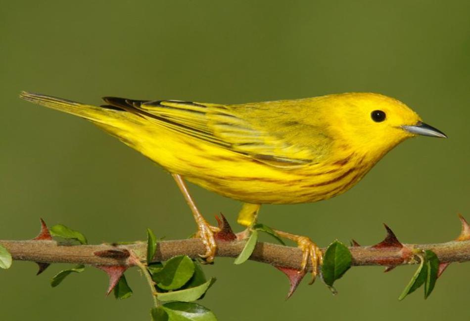 Yellow Warbler: A Comprehensive Guide to This Vibrant Songbird