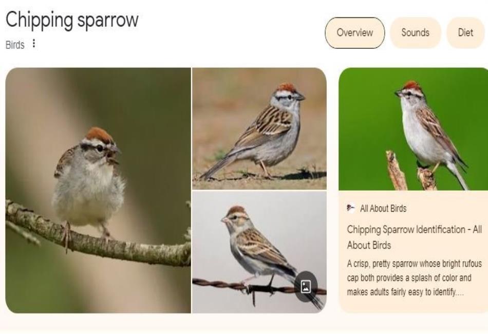 Chipping Sparrow: The Small Songbird with a Big Personality