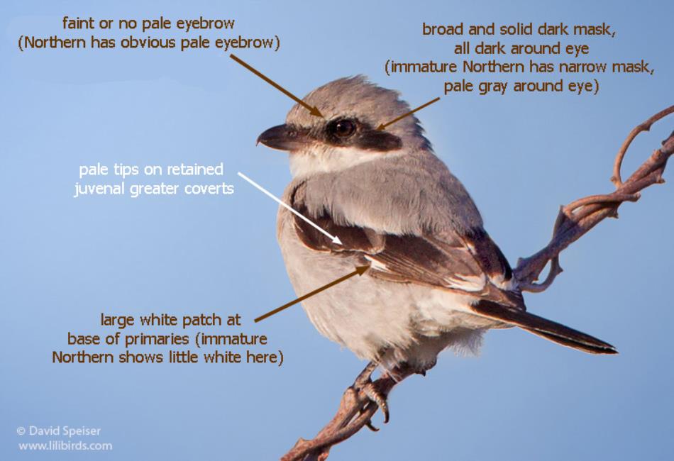 Shrikes: The Predatory Songbirds with Unique Hunting Skills