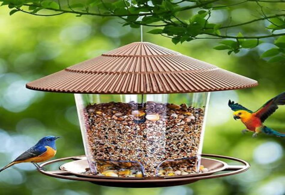 Bird Feeders: Bringing Nature Closer to Home