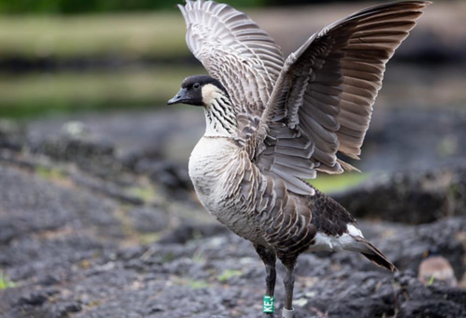 Hawaii State Bird: The Nēnē, or Hawaiian Goose
