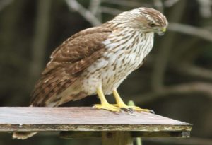 Hawk Identification: A Comprehensive Guide to Recognizing Birds of Prey