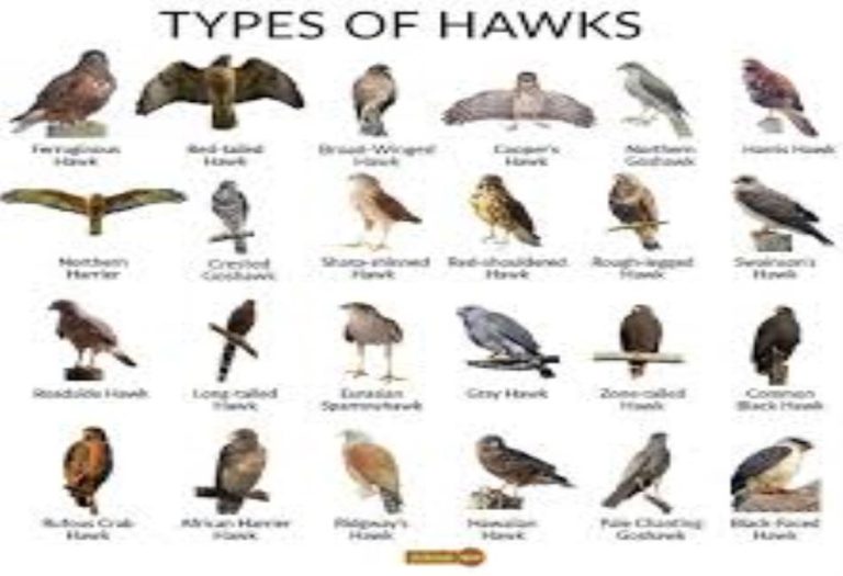 Hawk Identification: A Comprehensive Guide to Recognizing Birds of Prey