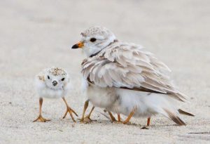 Plover: Nature’s Agile Shorebird