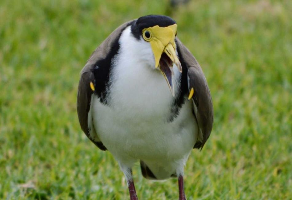 Plover: Nature’s Agile Shorebird