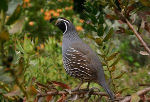 Quail Birds: A Comprehensive Guide to These Fascinating Creatures
